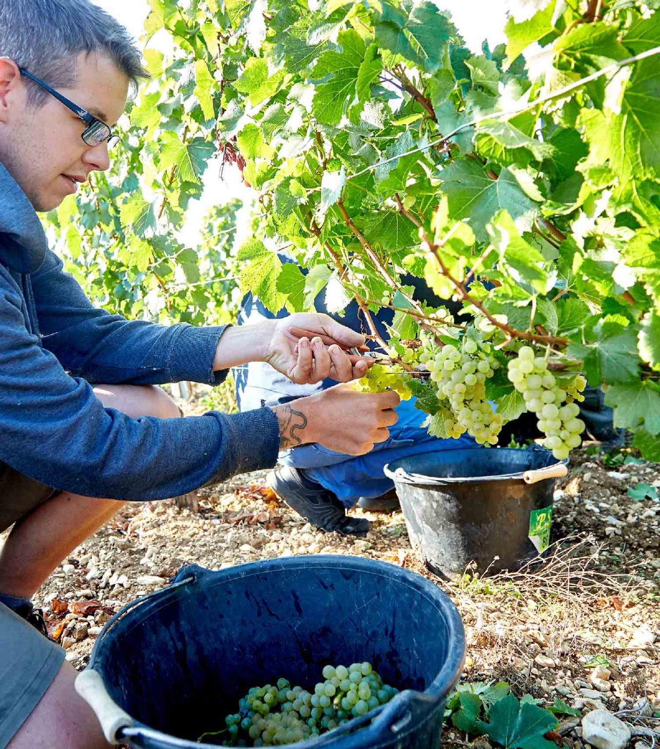 Esprit du domaine – SAMUEL BILLAUD